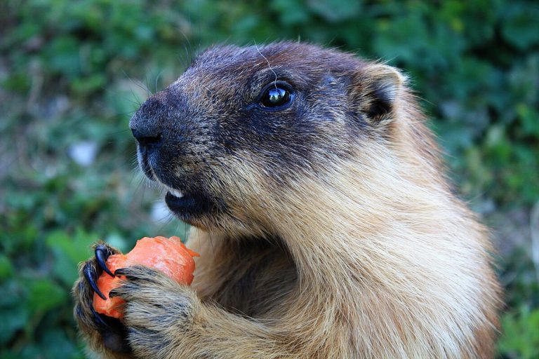Marmot Food: The Diet of These Ground-Dwelling Herbivores - pivot62